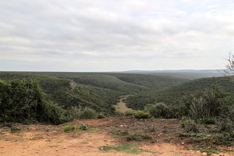 Addo Elephant National Park: How to Visit + What to Expect