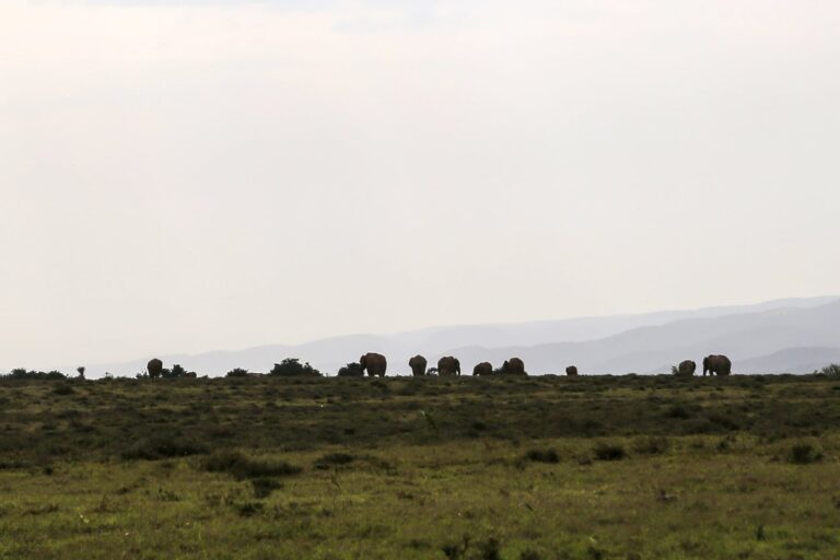 Addo Elephant National Park: How to Visit + What to Expect