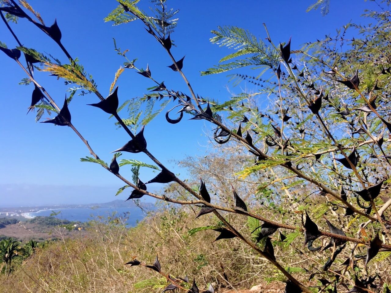 Guide to Hiking Sayulita's Monkey Mountain (Cerro del Mono)
