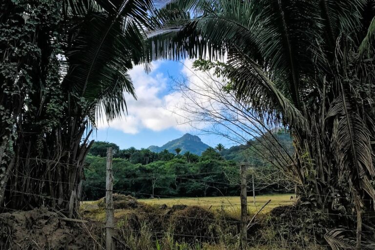 Guide to Hiking Sayulita's Monkey Mountain (Cerro del Mono)