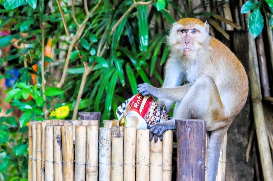 Railay Beach (Krabi): How to Visit + What to Expect